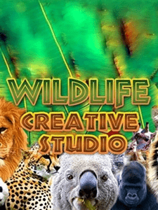The Wildlife Creative Studio Fiyatı | En Ucuz Satın Al